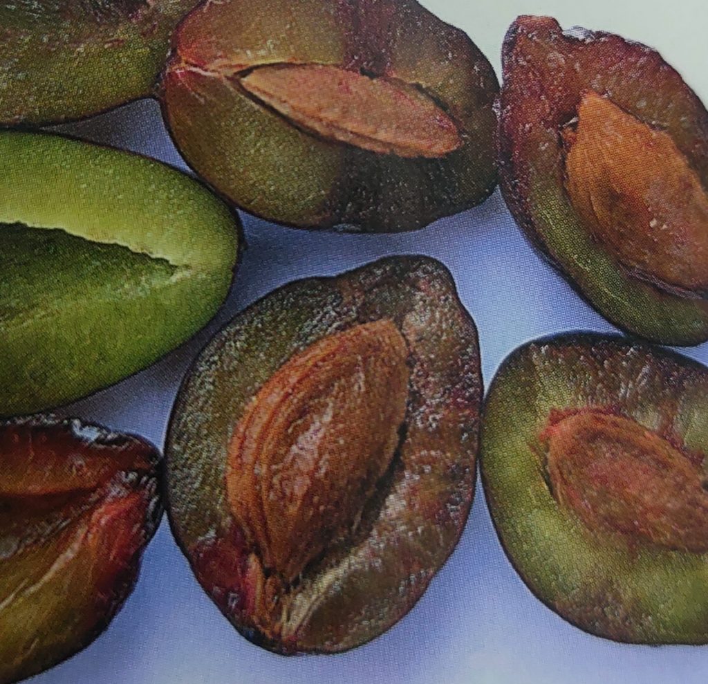 Články - Hnojík.SK