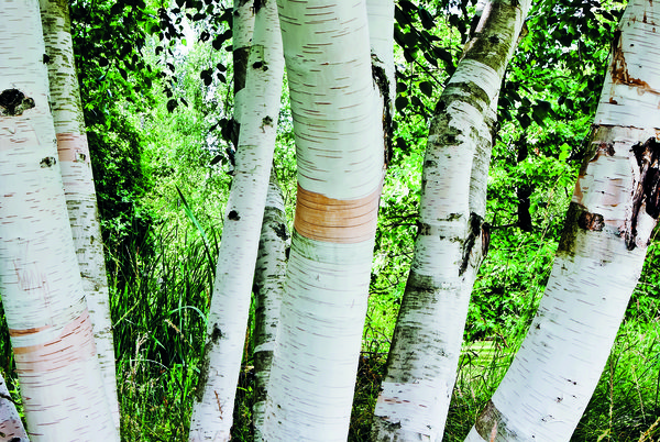 Breza | Hnojík.SK - Všetko, čo potrebujete vedieť o pestovaní a ...