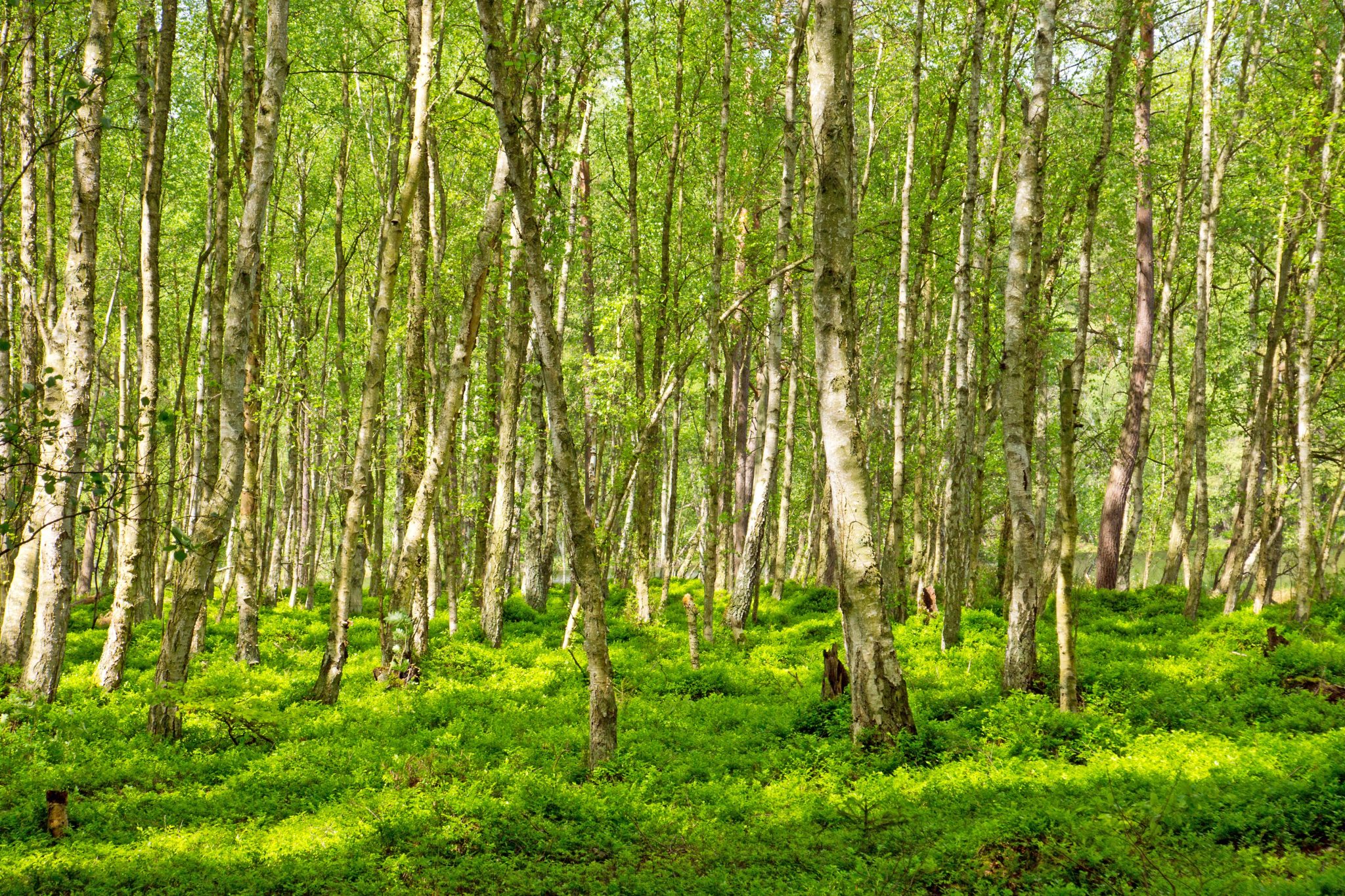 Breza | Hnojík.SK - Všetko, čo potrebujete vedieť o pestovaní a ...