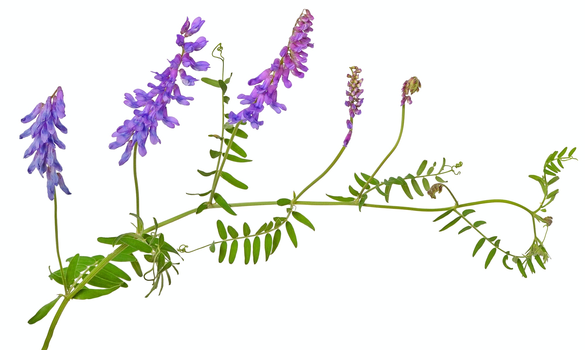 Vika | Pestovanie, druhy a využitie - Hnojík.SK